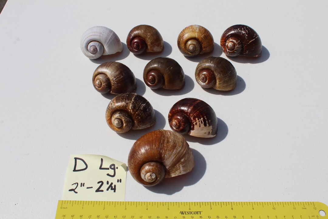 Large Apple Snail Shells, 10 Apple Snail Shells, 2.0=2.25" Decorative ...