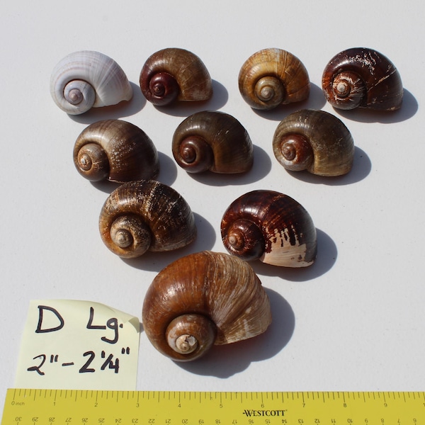 Apple Snail Shell - Etsy