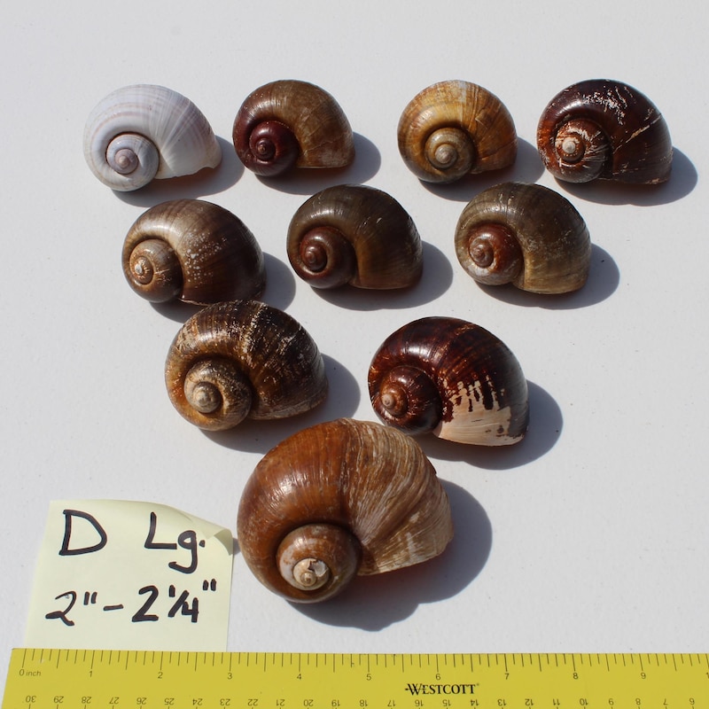 Apple Snail Shell - Etsy