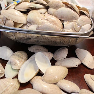 Sunray Venus Seashells, Gulf Coast Shells, Sunray Venus Clam Shells, 7 ...