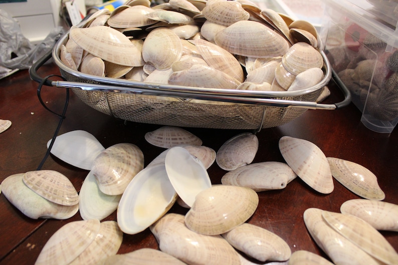 Sunray Venus Seashells, Gulf Coast Shells, Sunray Venus Clam Shells, 7 ...