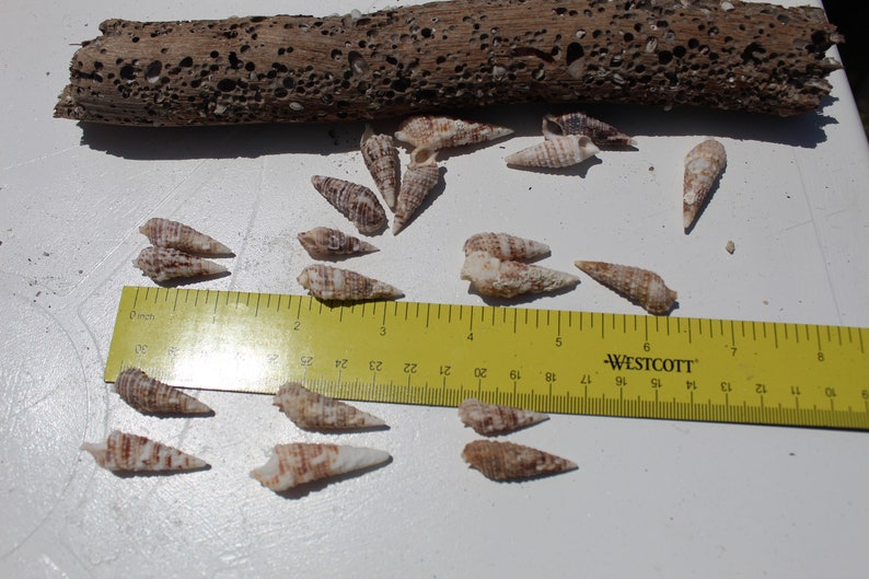 20 Cerith Sea Shells, Pointed Shells, Sanibel Shells, White and Brown ...
