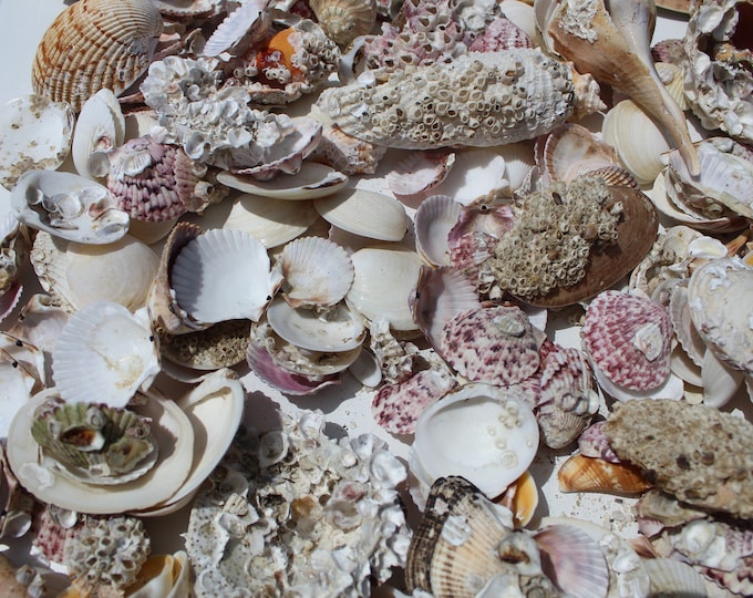Natural Barnacle Clusters Gulf Coast Shells-ocean Life Coastal Beach ...