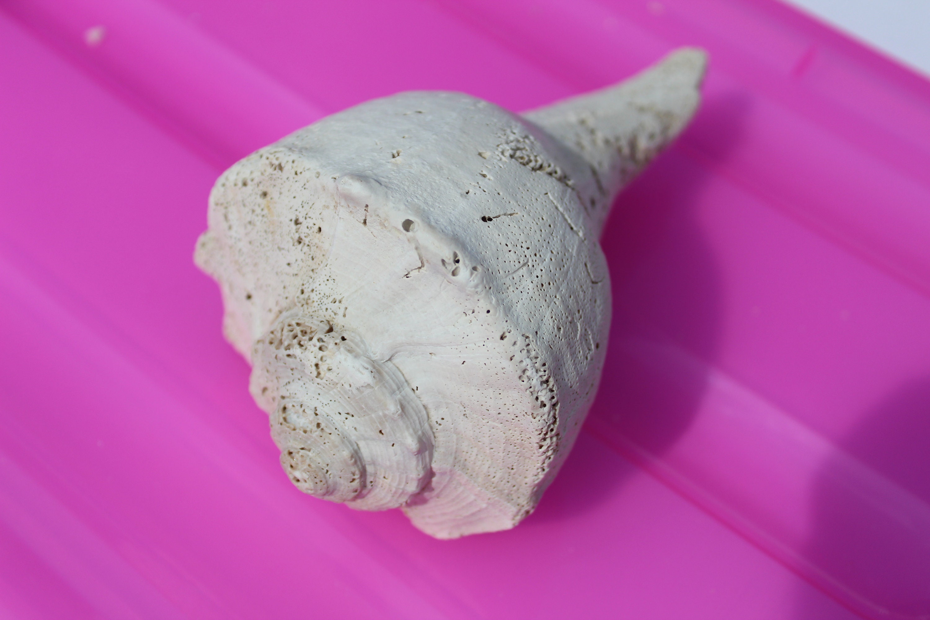 Medium Whelk Shell, Vintage Whelk Shell, Decorative Shell, Barnacle ...