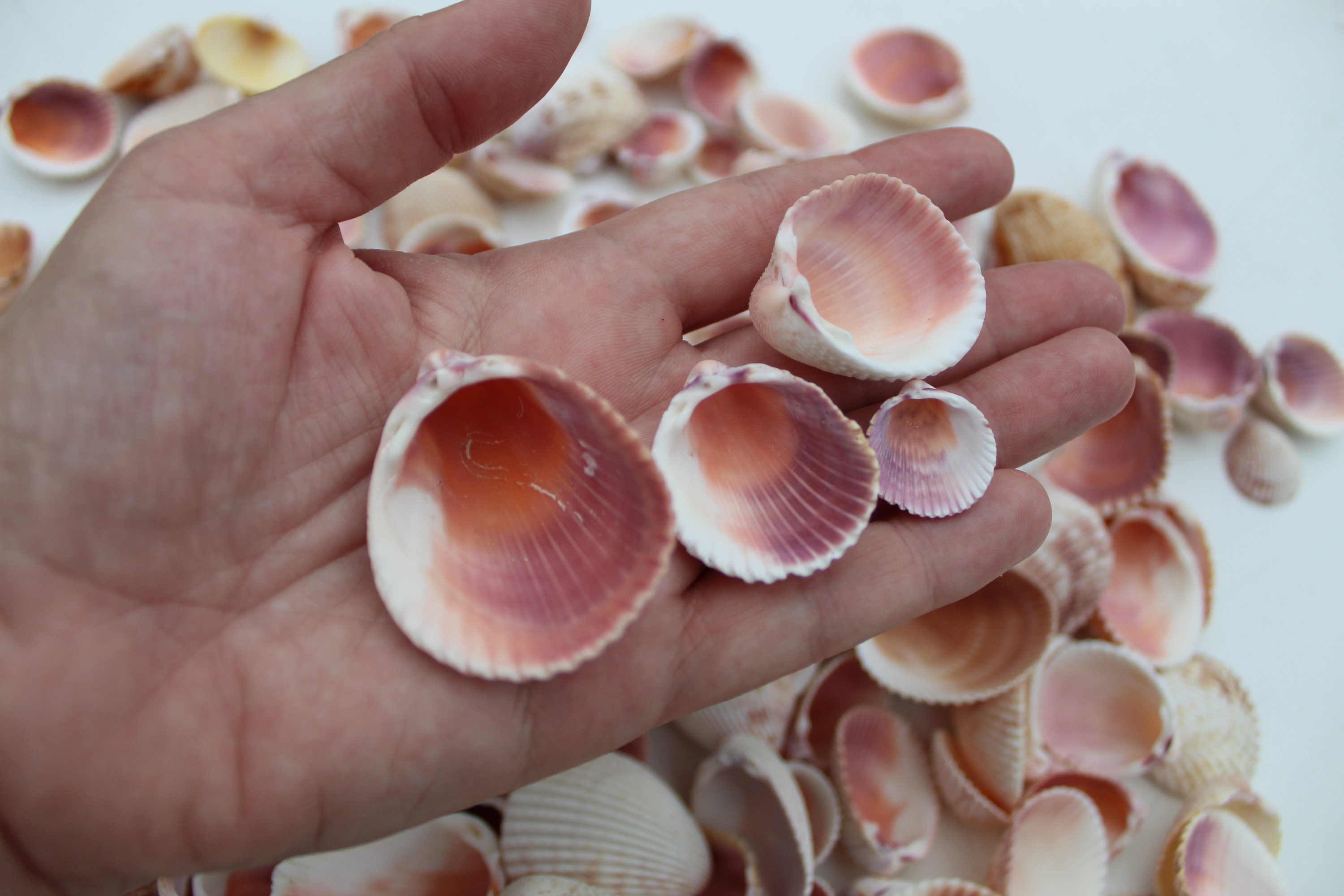 Natural Florida Shells, Prickly Cockle Shells, Sanibel Island Shells ...