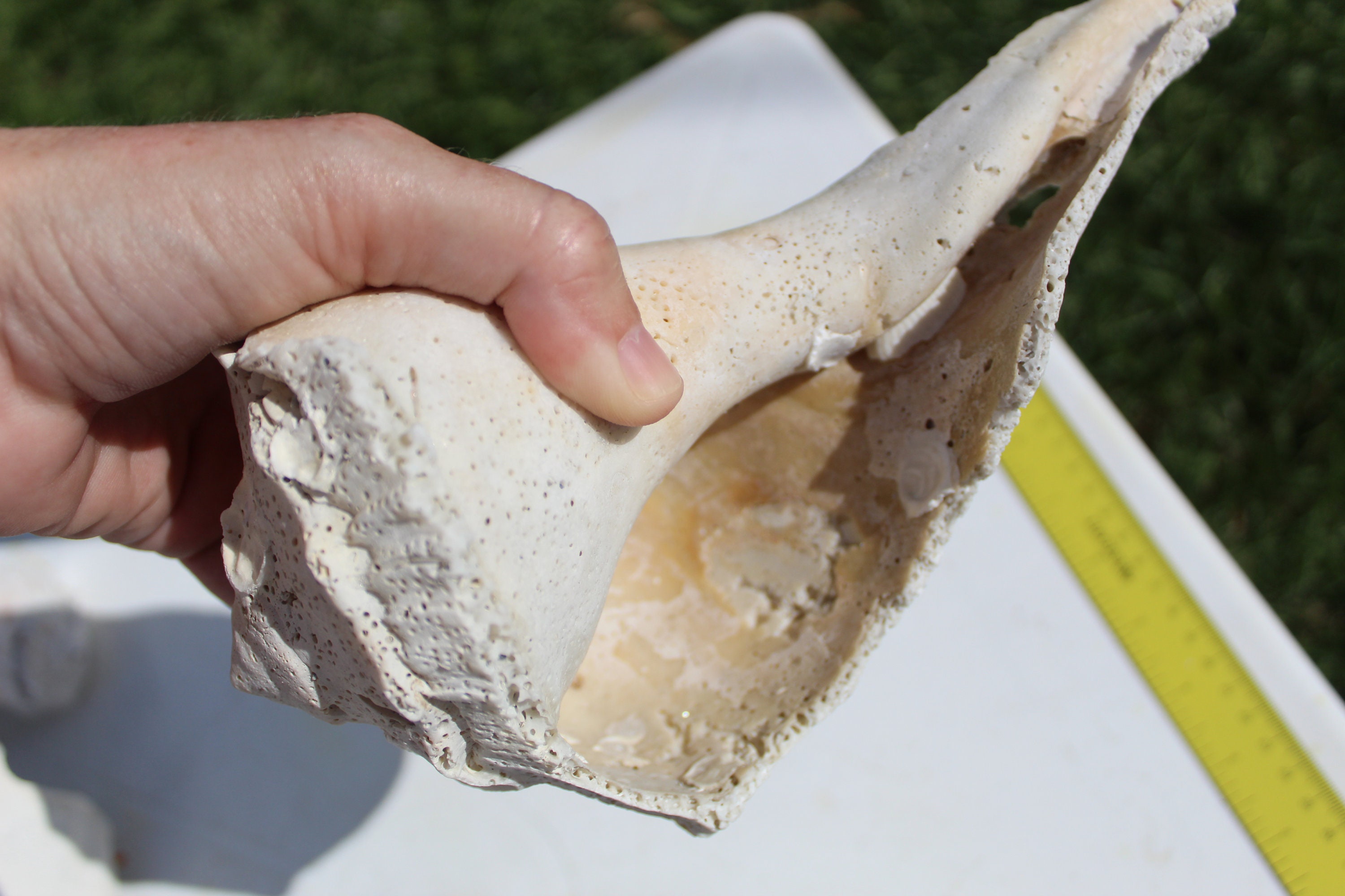 Large Whelk Shell, Large Horse Conch Shell, Vintage Whelk Shell ...