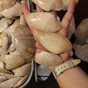 Sunray Venus Seashells, Gulf Coast Shells, Sunray Venus Clam Shells, 7 ...