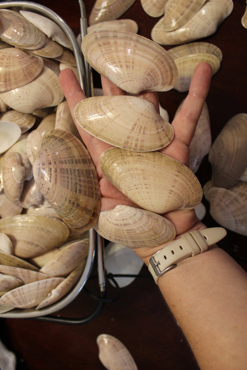 Sunray Venus Seashells, Gulf Coast Shells, Sunray Venus Clam Shells, 7 ...