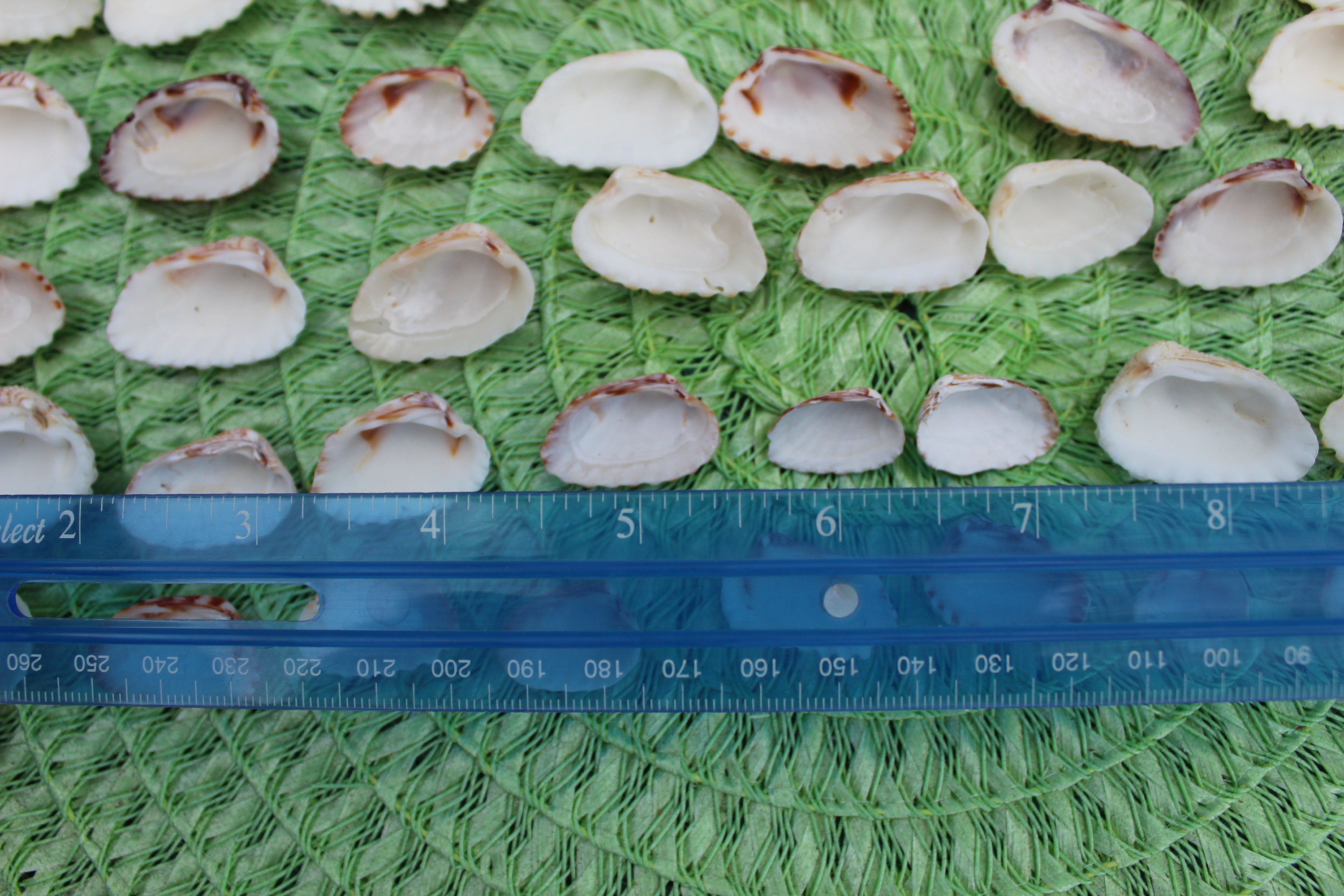 25 Cardita Shells, Sanibel Shells, Broad Ribbed Carditas, Gulf Coast ...