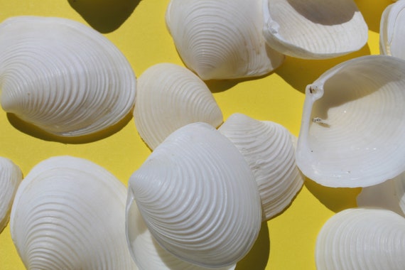 White Clam Shell