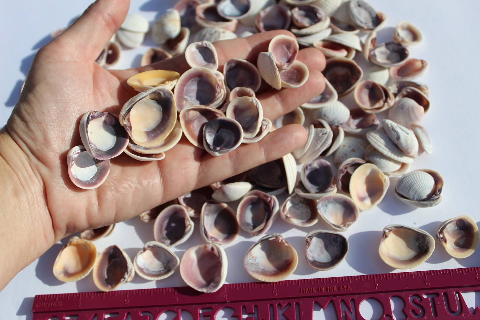 25 Venus Clam Shells, Seashells, Beach Decor, Shells, Purple Shells ...