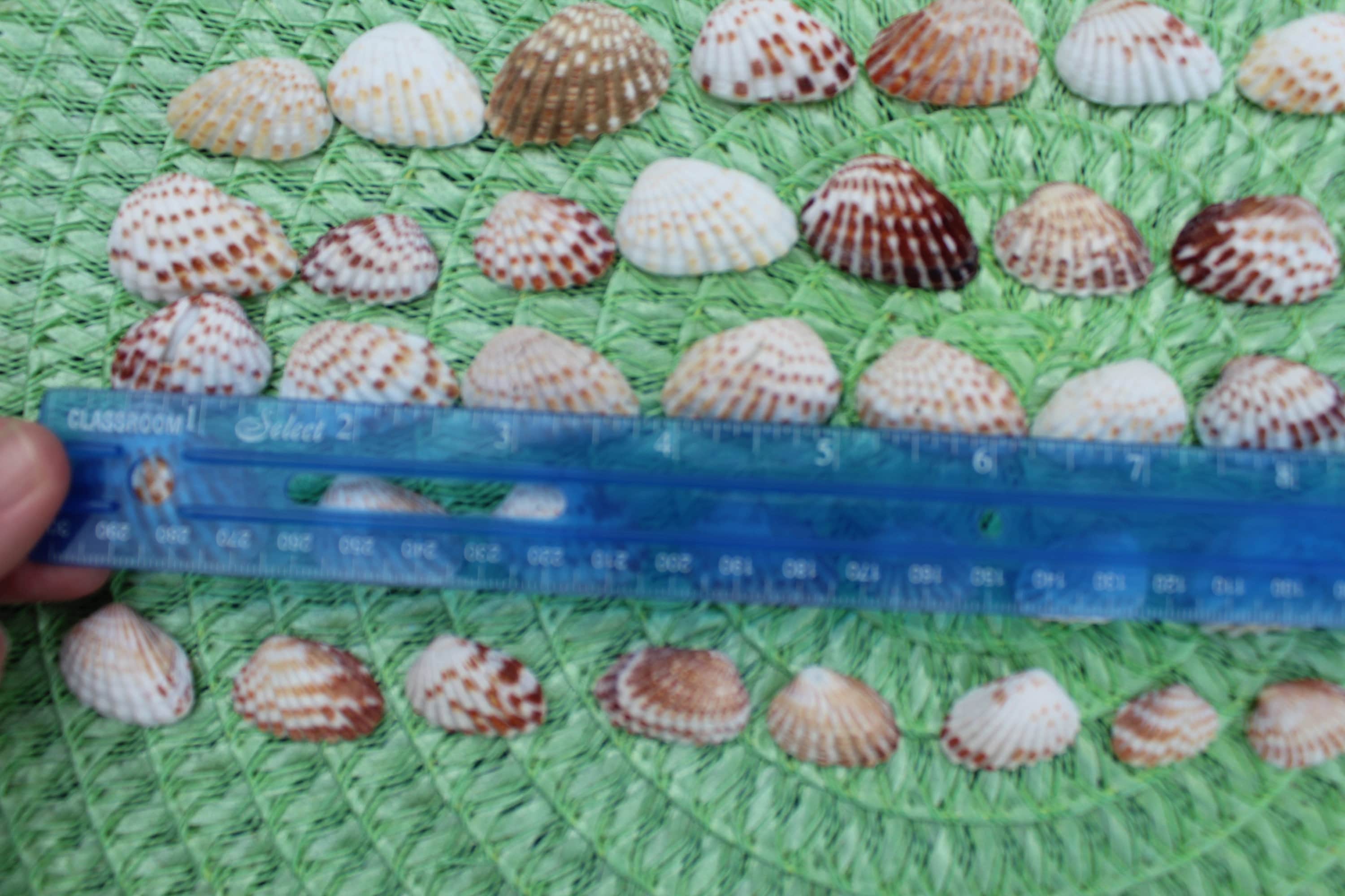 25 Cardita Shells, Sanibel Shells, Broad Ribbed Carditas, Gulf Coast ...