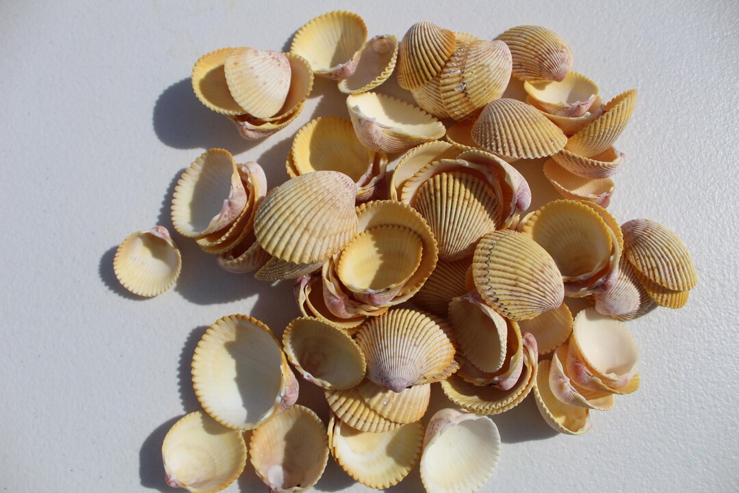 25 Yellow Prickly Cockle Shells, Real Florida Seashells for Crafts ...