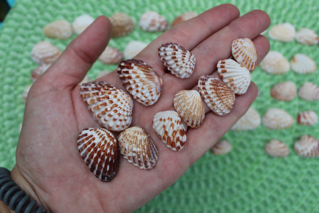 25 Cardita Shells, Sanibel Shells, Broad Ribbed Carditas, Gulf Coast ...