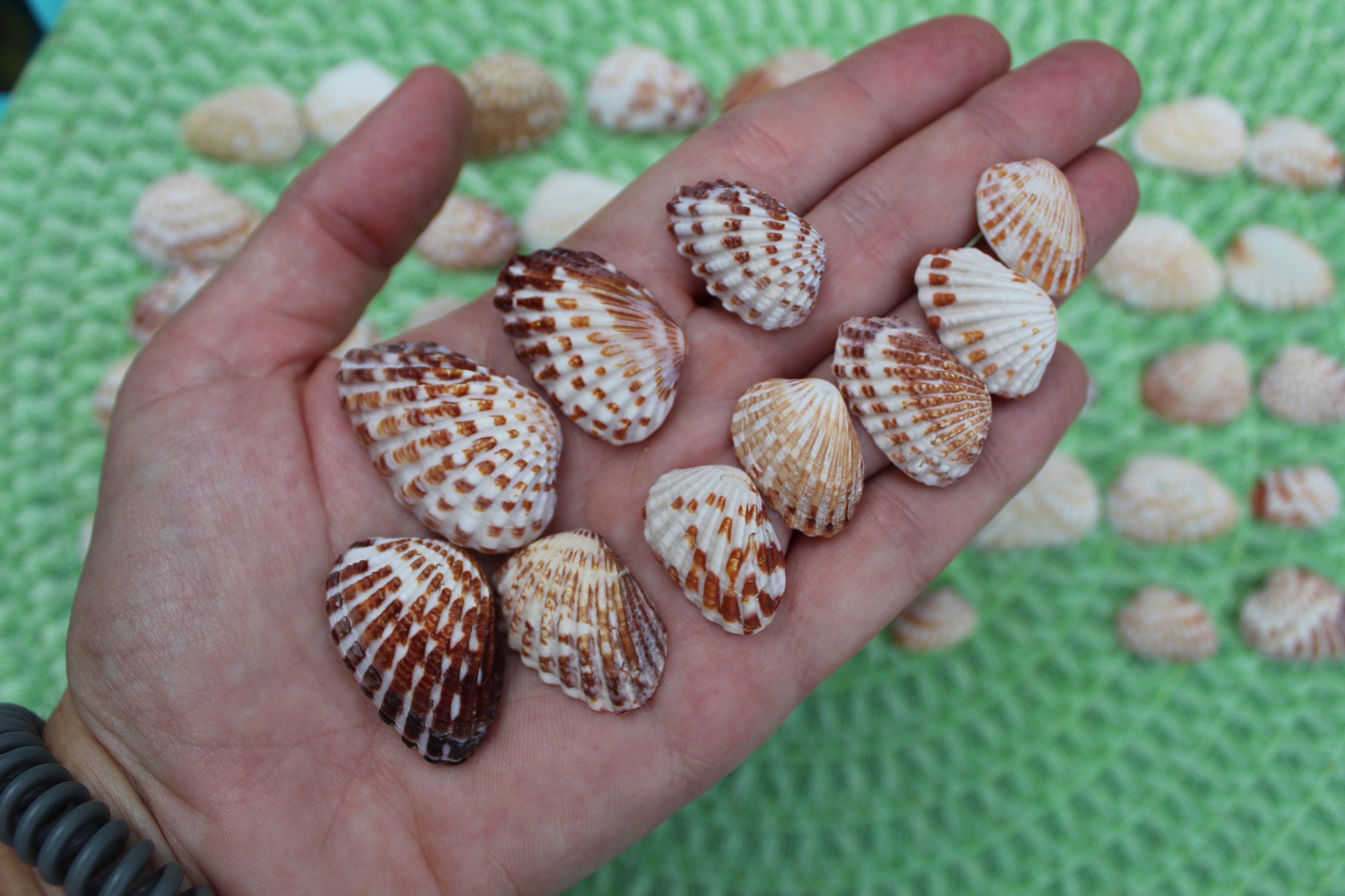 25 Cardita Shells, Sanibel Shells, Broad Ribbed Carditas, Gulf Coast ...