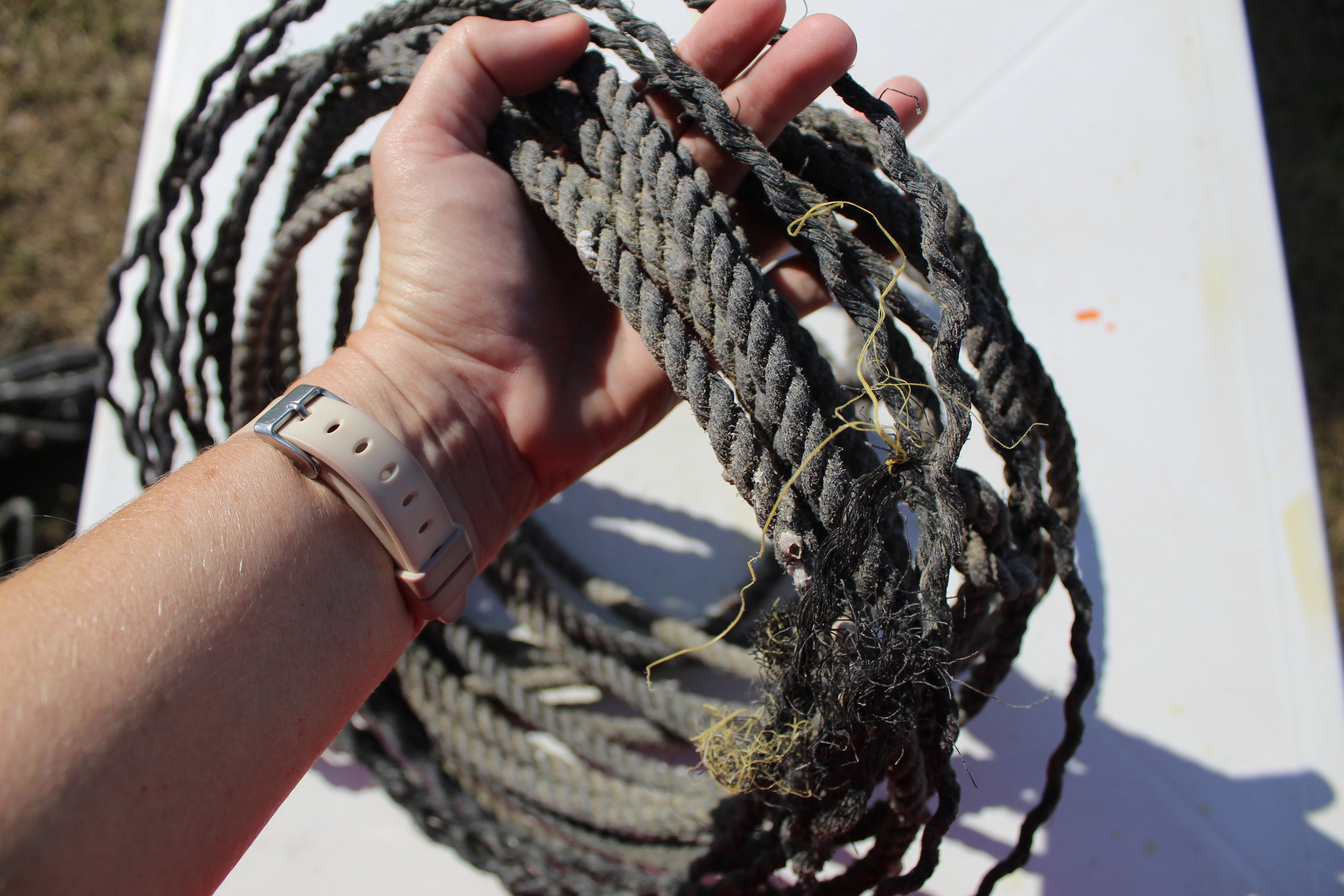 Authentic Used Fishing Rope Barnacle Fishing Rope Recycled Reclaimed ...