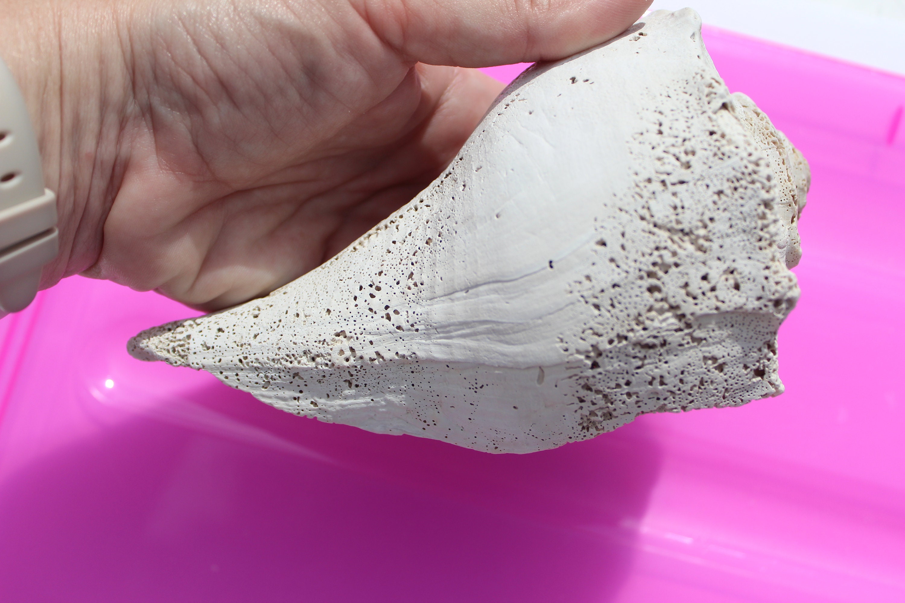 Medium Whelk Shell, Vintage Whelk Shell, Decorative Shell, Barnacle ...