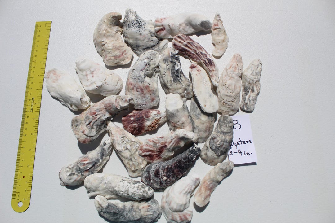 Pink Oyster Shells 25, Keewaydin Island, Long Oyster Shells, Gulf Coast ...