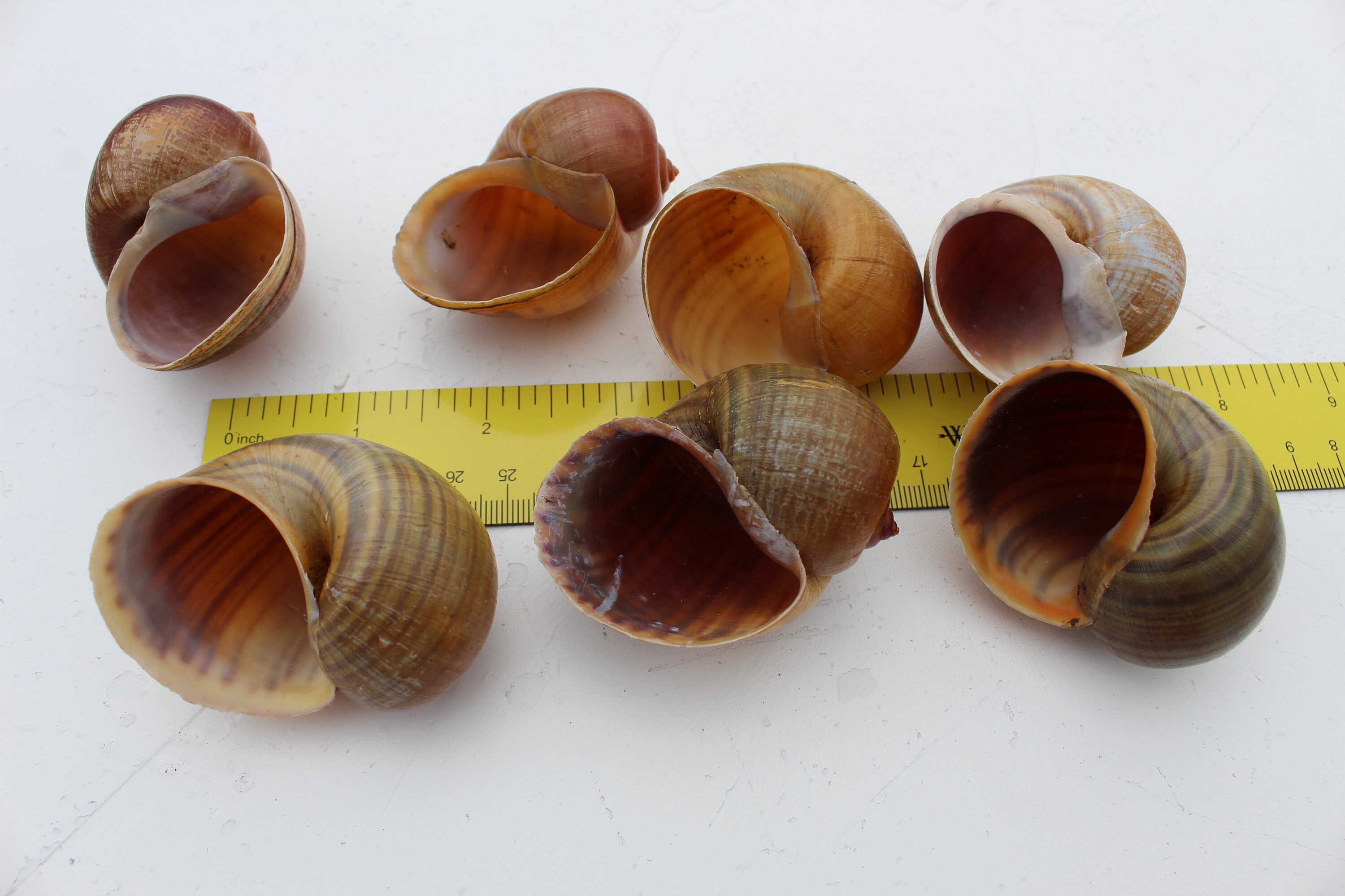 Medium Apple Shells, Florida Sea Shells, 1 3/4 Inches Wide, Hermit Crab ...