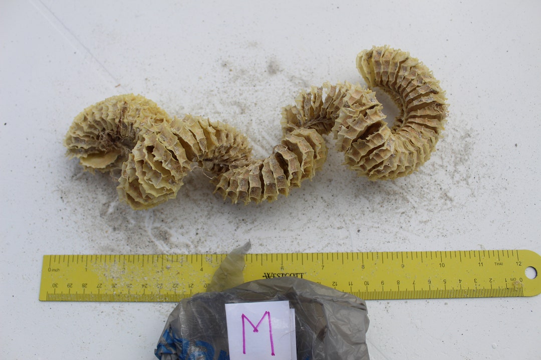 Whelk Egg Case, Spiral Egg Case, Sea Shell Case, Sanibel, Egg Casing - Etsy