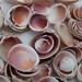 Natural Florida Shells, Prickly Cockle Shells, Sanibel Island Shells ...