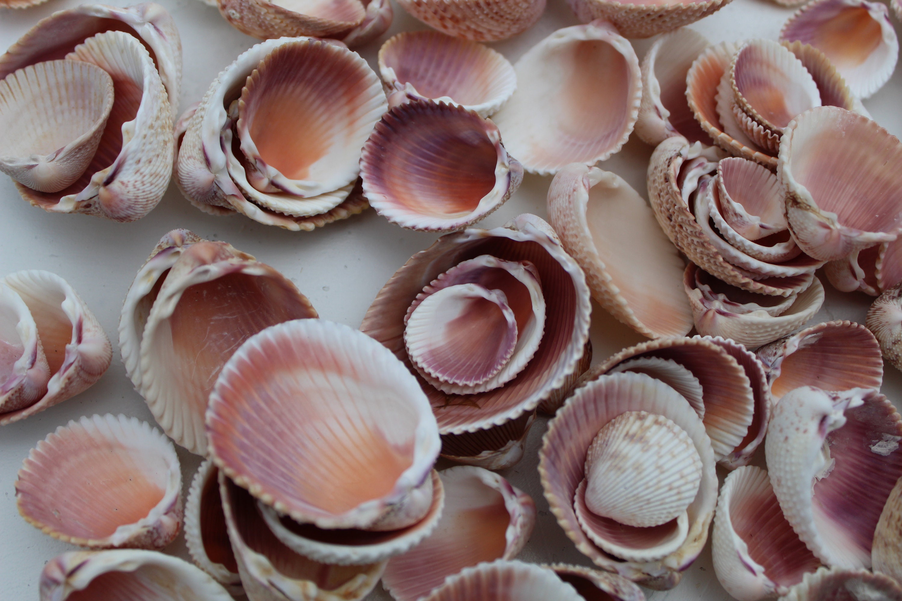 Natural Florida Shells, Prickly Cockle Shells, Sanibel Island Shells ...