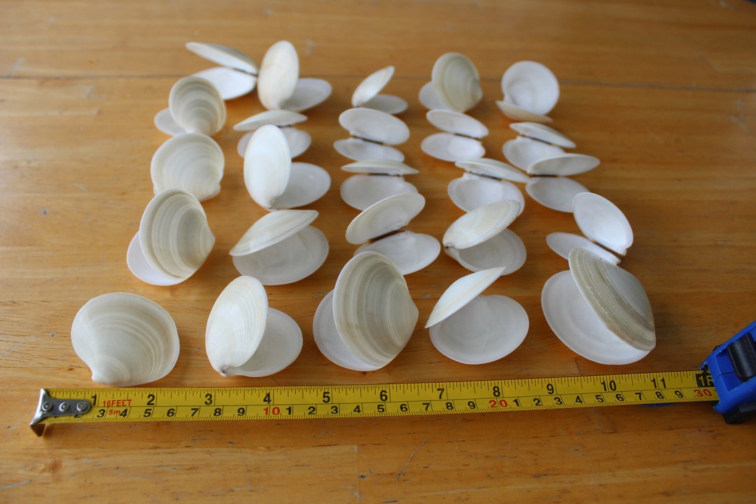 Dosinia Clam Shell, White Shells, Florida Gulf Coast, White, Textured ...