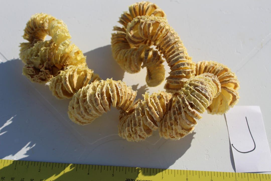 Whelk Egg Case, Spiral Egg Case, Sea Shell Case, Sanibel, Egg Casing - Etsy