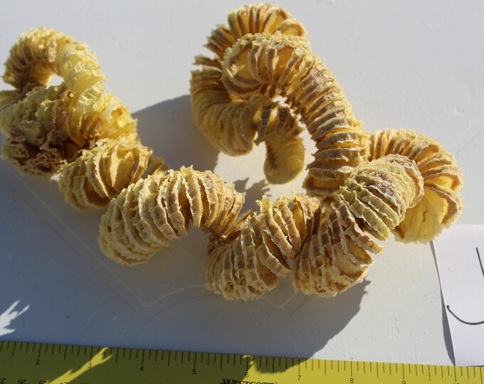 Whelk Egg Case, Spiral Egg Case, Sea Shell Case, Sanibel, Egg Casing - Etsy