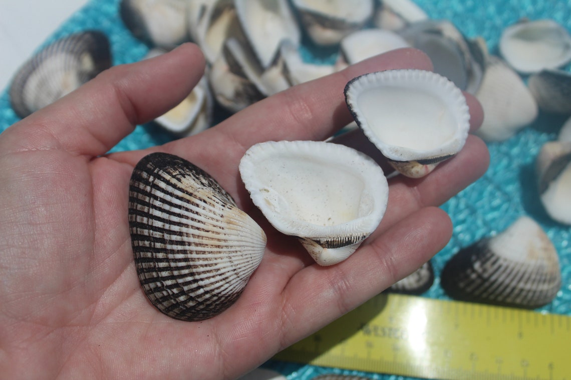 Ponderous Ark Seashells, Keewaydin Sea Shells, Gulf Coast Shells, Black ...