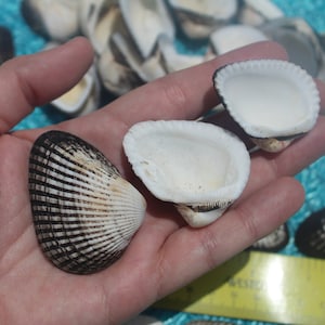 Ponderous Ark Seashells, Keewaydin Sea Shells, Gulf Coast Shells, Black ...