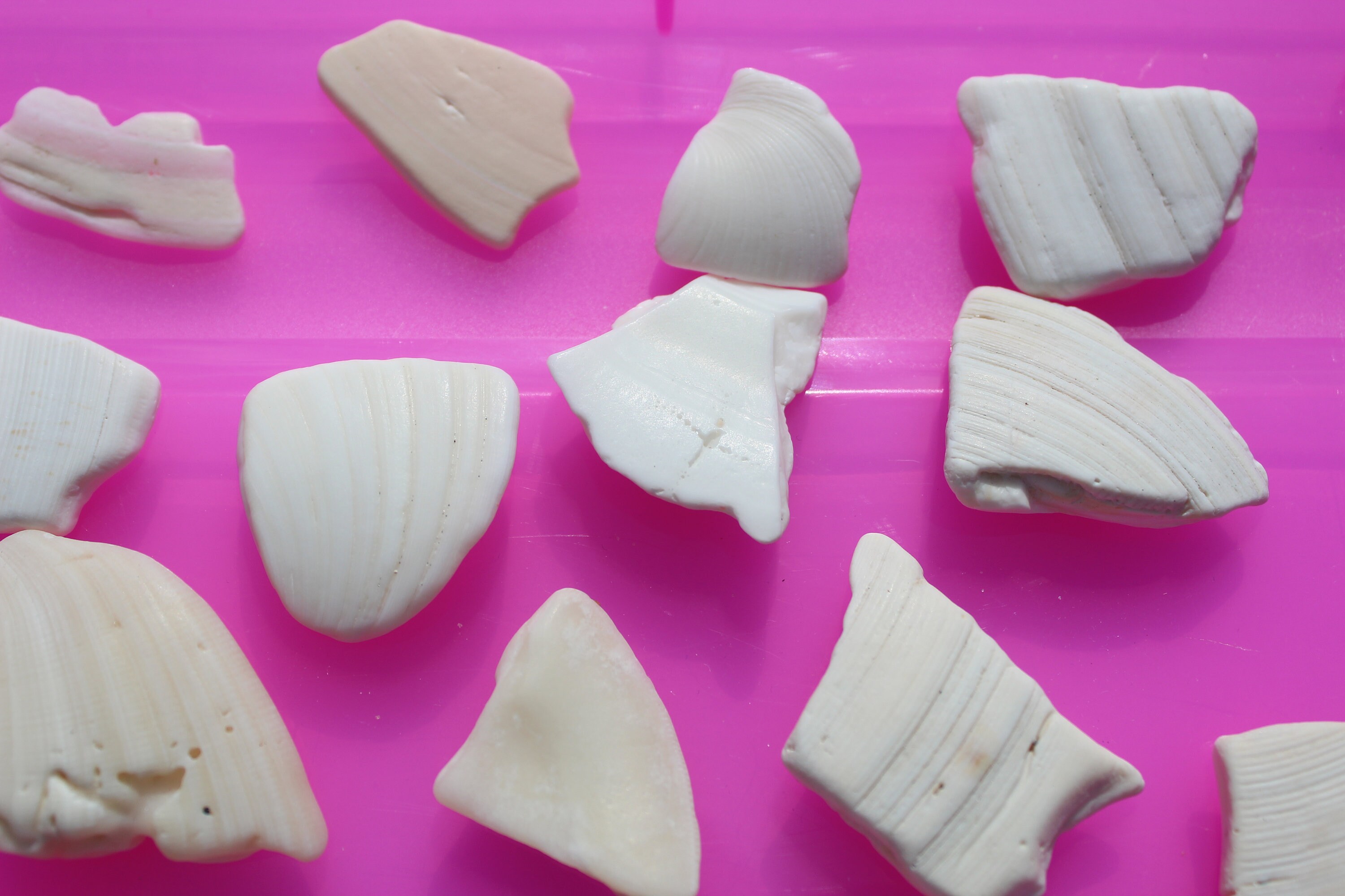 8 Ounces Seashell Chips, Shell Pieces, Ribbed Shells, Gulf Coast Shell ...