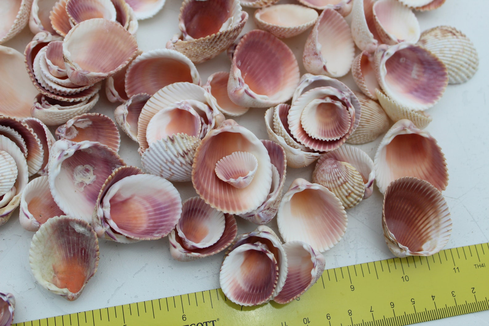 Natural Florida Shells, Prickly Cockle Shells, Sanibel Island Shells ...