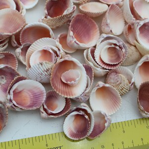 Natural Florida Shells, Prickly Cockle Shells, Sanibel Island Shells ...