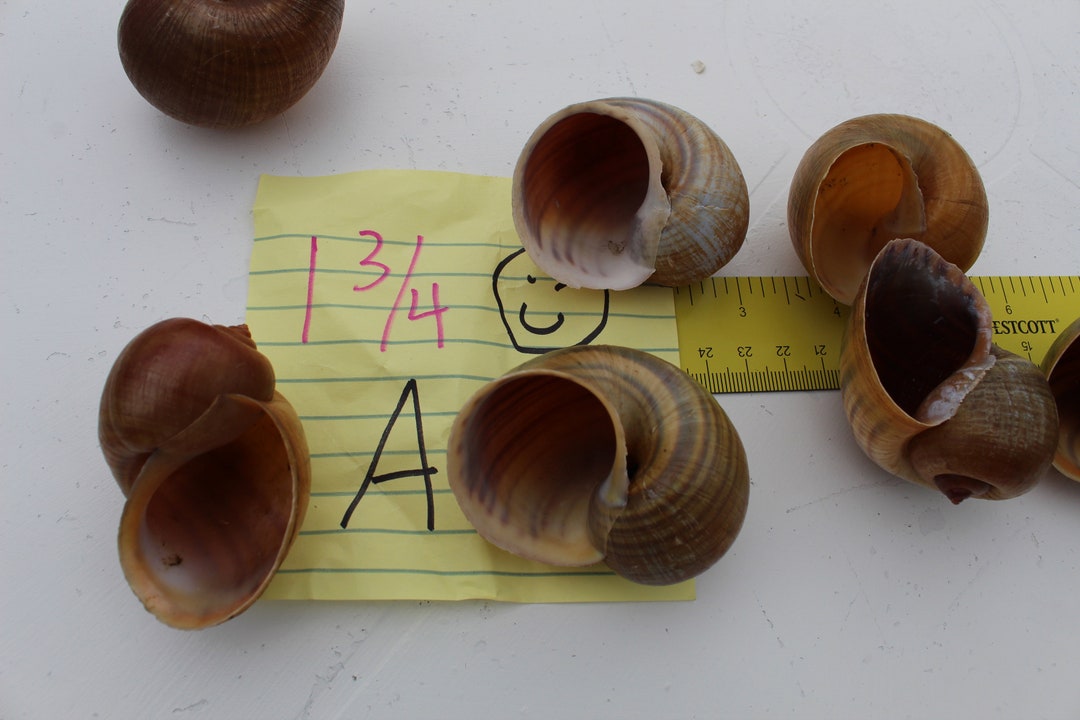 Medium Apple Shells, Florida Sea Shells, 1 3/4 Inches Wide, Hermit Crab ...