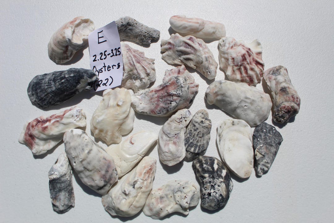 Pink Grey Oyster Shells 25, Keewaydin Island, Long Oyster Shells, Gulf ...