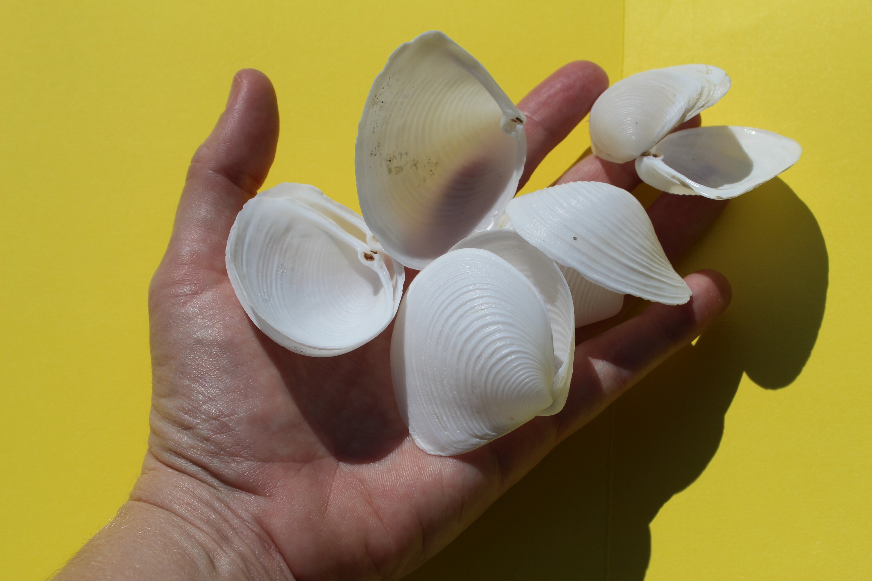 25 Sailors Ear Shells, White Shells,duck Clams, Florida Gulf Coast ...