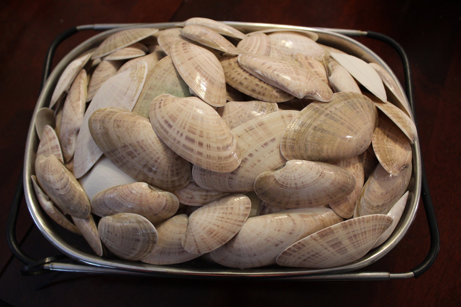 Sunray Venus Clam Shells, Gulf Coast, Craft Supply (7 Pcs) - Etsy