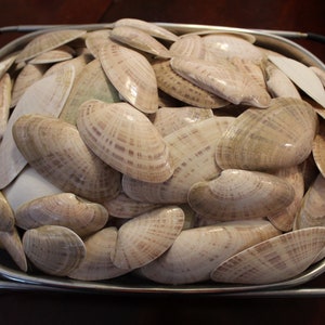 Sunray Venus Seashells, Gulf Coast Shells, Sunray Venus Clam Shells, 7 ...