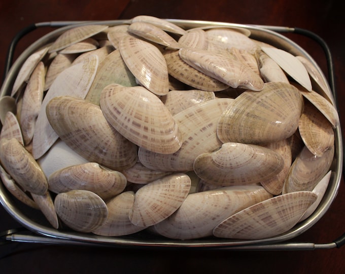 Sunray Venus Seashells, Gulf Coast Shells, Sunray Venus Clam Shells, 7 Oval Shells, Paintable ...