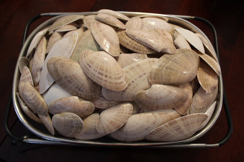 Sunray Venus Seashells, Gulf Coast Shells, Sunray Venus Clam Shells, 7 ...