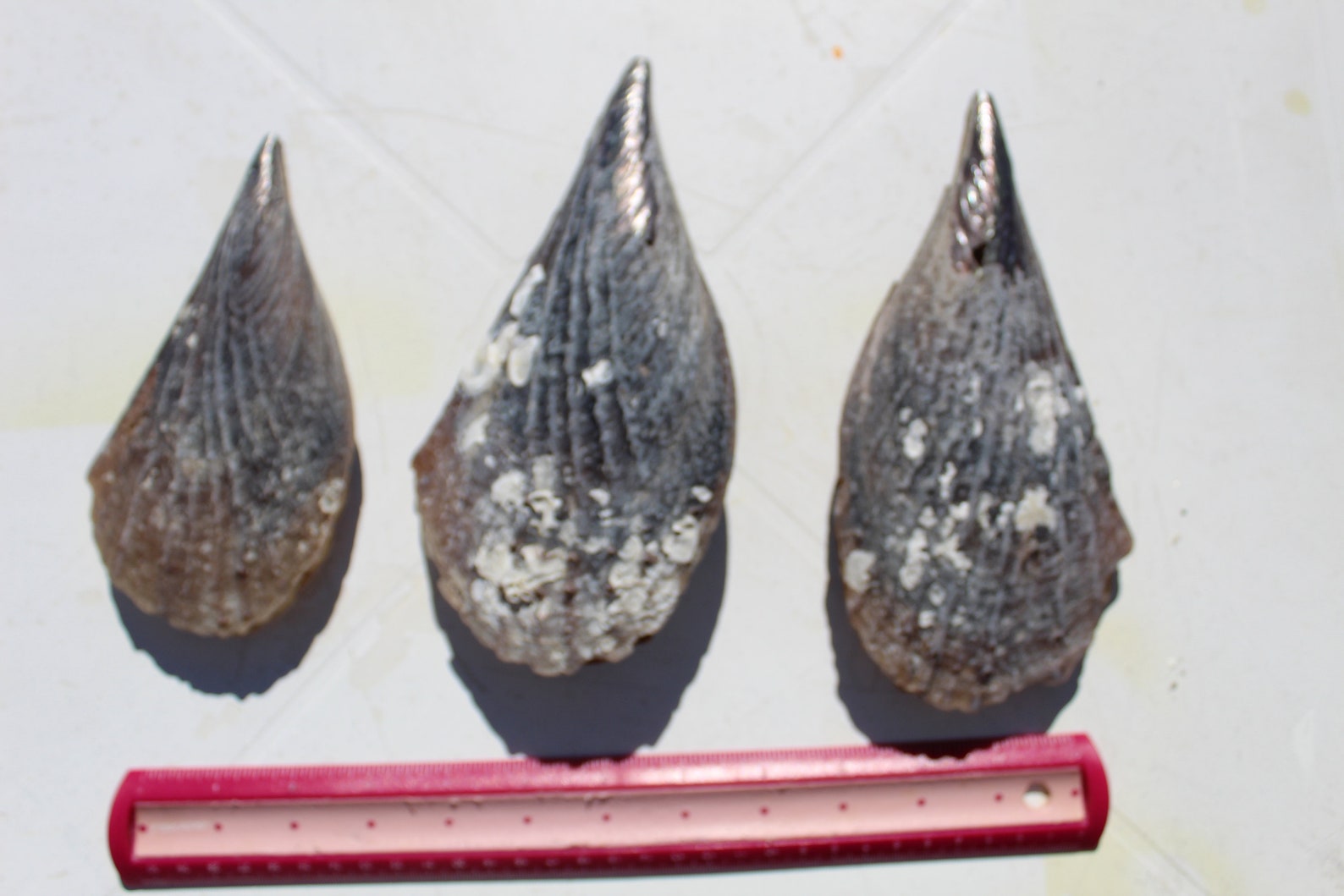 Pen Shells Keewaydin Island Whole Pen Shells Aura Borealis - Etsy