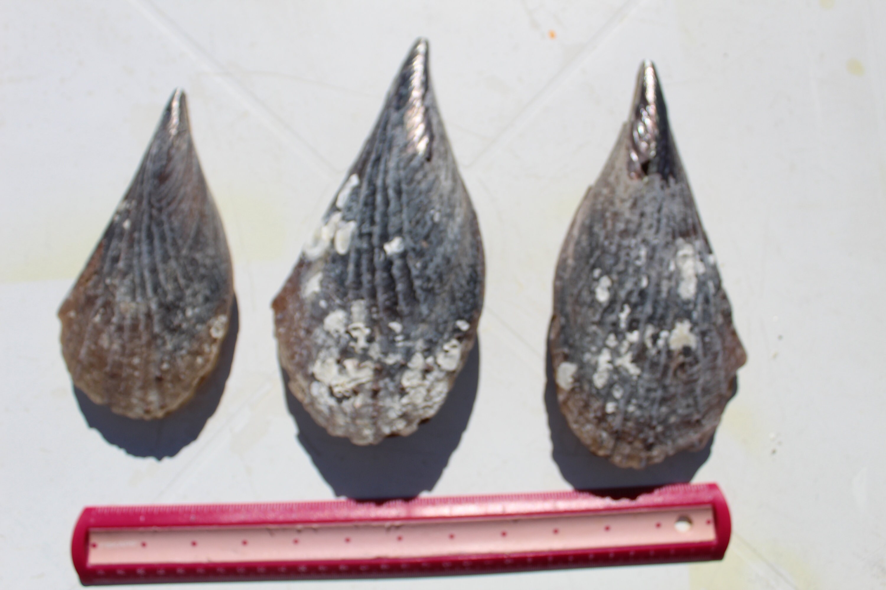 Pen Shells Keewaydin Island Whole Pen Shells Aura Borealis - Etsy