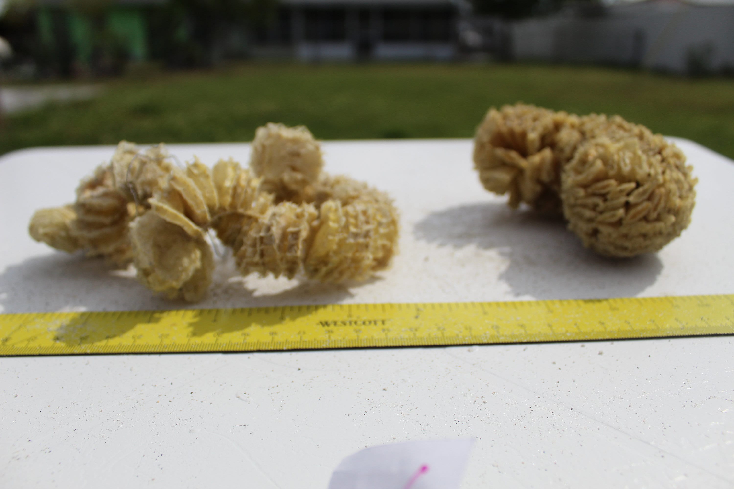 Whelk Egg Case, Spiral Egg Case, Sea Shell Case, Sanibel, Egg Casing - Etsy