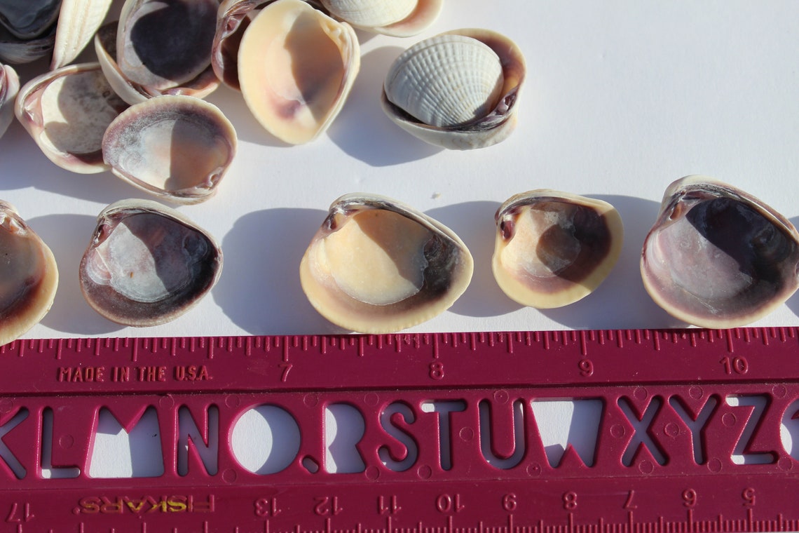 25 Venus Clam Shells, Seashells, Beach Decor, Shells, Purple Shells ...