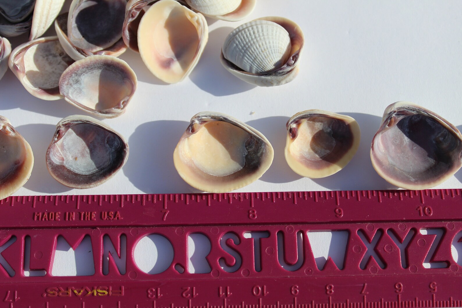 25 Venus Clam Shells, Seashells, Beach Decor, Shells, Purple Shells ...