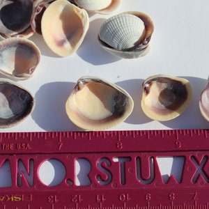 25 Venus Clam Shells, Seashells, Beach Decor, Shells, Purple Shells ...