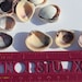 25 Venus Clam Shells, Seashells, Beach Decor, Shells, Purple Shells ...