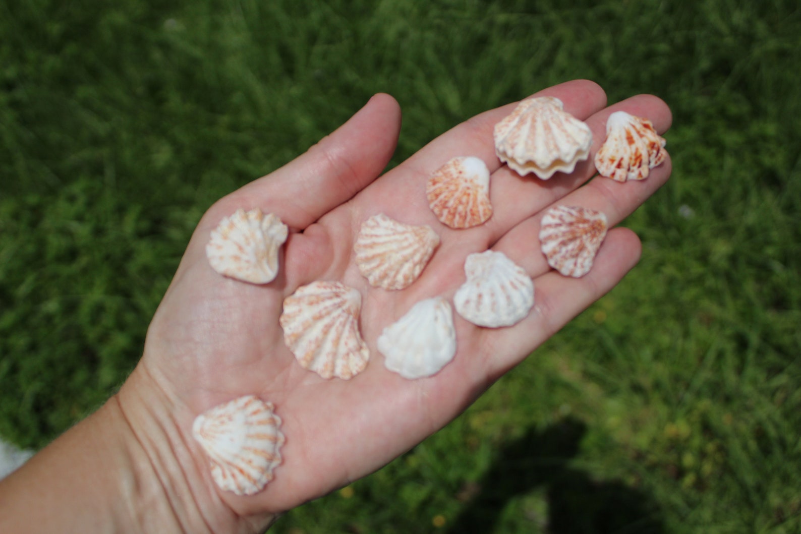 50 Cats Paw Seashells, Kitten Paw Shells, Cats Paw Shells, Sanibel Sea ...