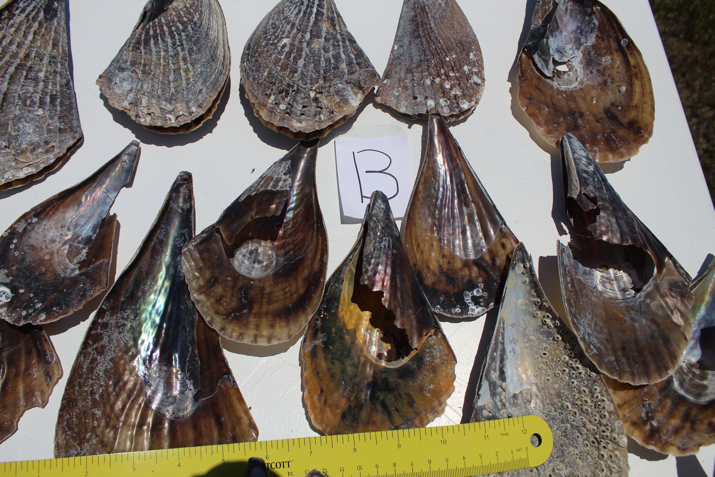 Pen Shells, Sanibel Island, Whole Pen Shells, Aura Borealis Shells ...